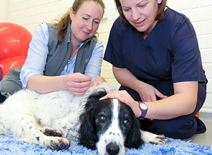 Orthopaedic and spinal veterinary referral centre in Cumbria