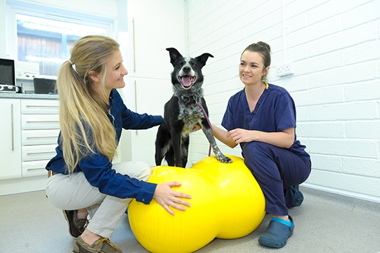 Dog Physiotherapy at Kentdale Vets