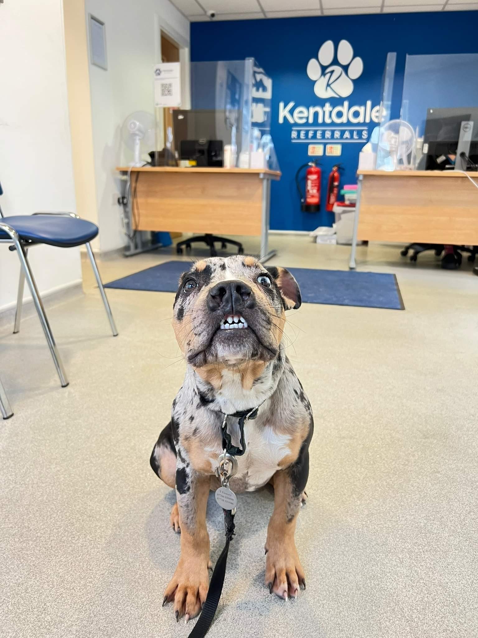 KENTDALE VETS GIVE LUCKY LIBBY NEW LEASE OF LIFE | Kentdale Referrals News